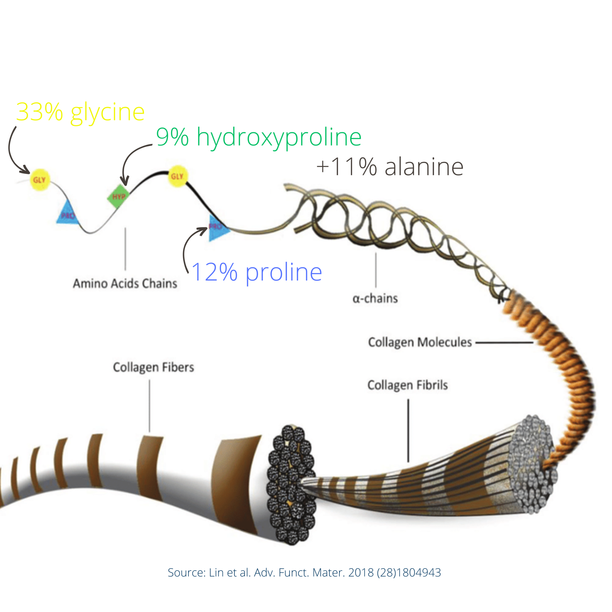 Collagen identity card - Innovactiv