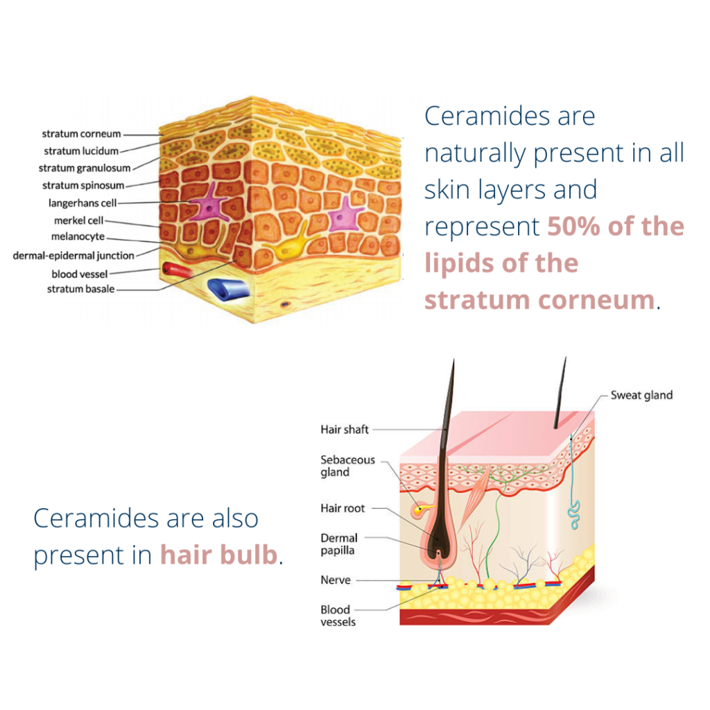 Ceramides identity card - Innovactiv
